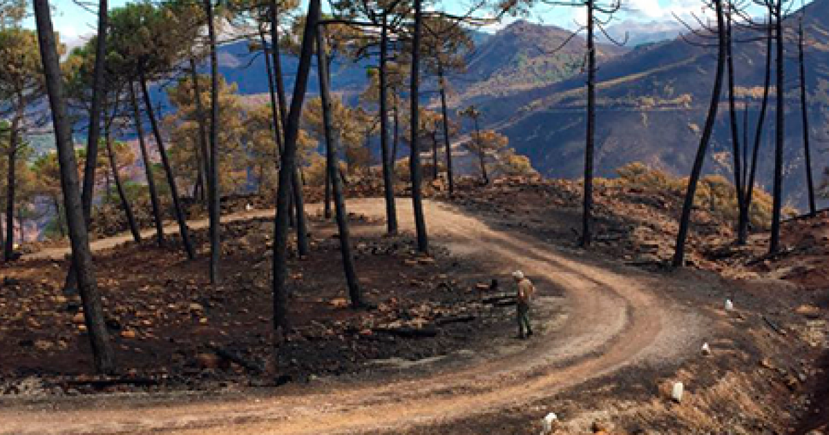 El 50 % de la superficie quemada en la última ola de incendios en ...
