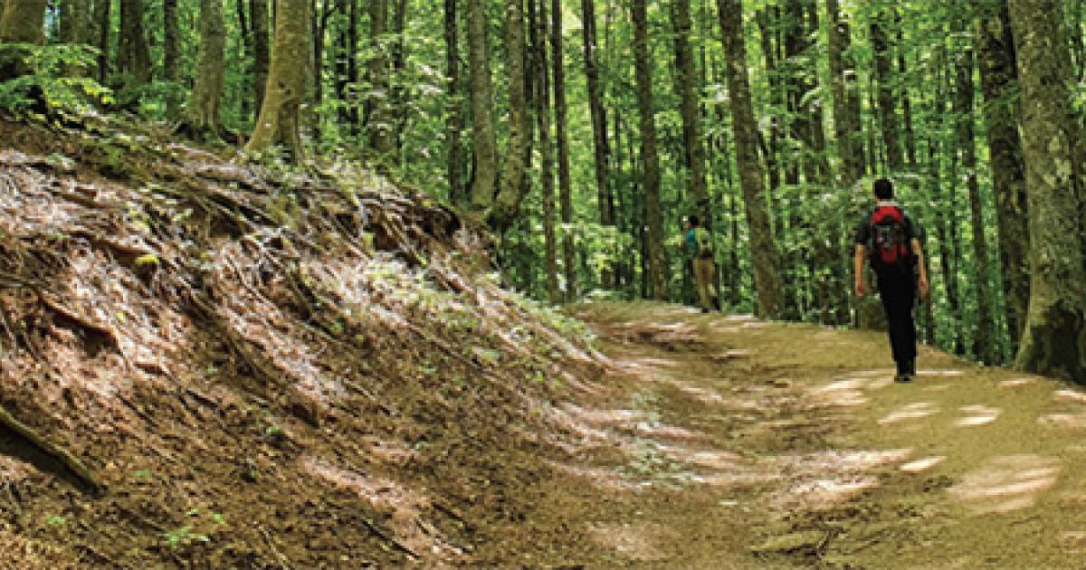 FAO lanza la Guía de planificación de la gestión forestal de usos ...