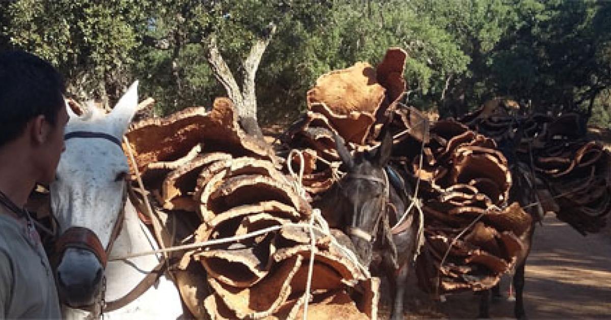 El sector prevé una buena campaña del corcho con mayor producción | Cesefor