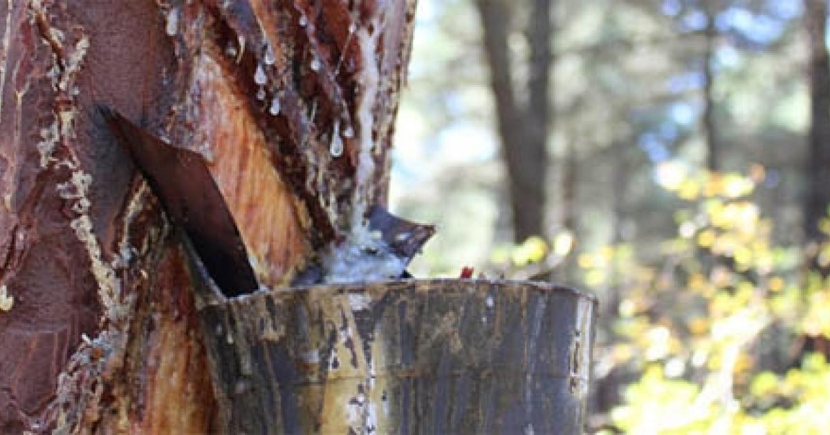 Seminario para la mejora de producción de resina en Pinus pinaster ...